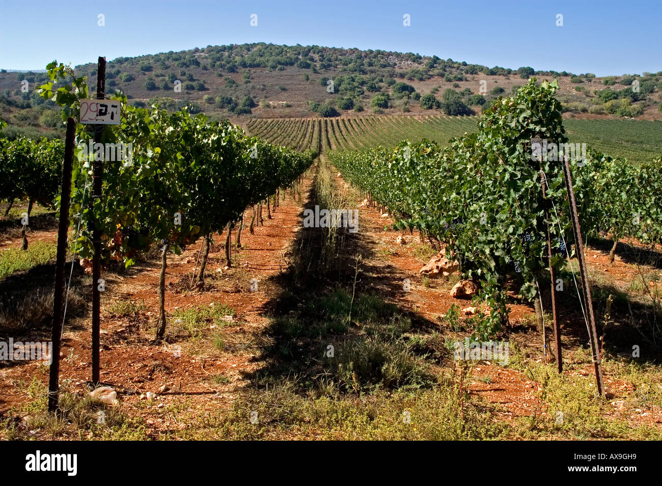 Infinity vine hi-res stock photography and images - Alamy