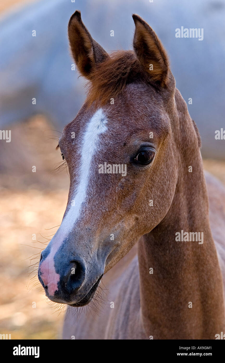 Young foal headshot hi-res stock photography and images - Alamy