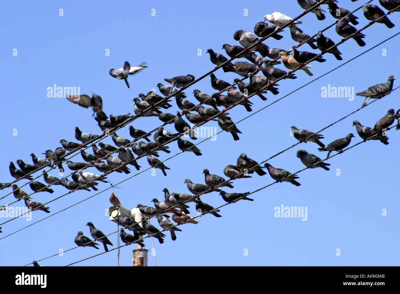 Like a bird on a wire a flock of pigeons on power lines Stock Photo - Alamy