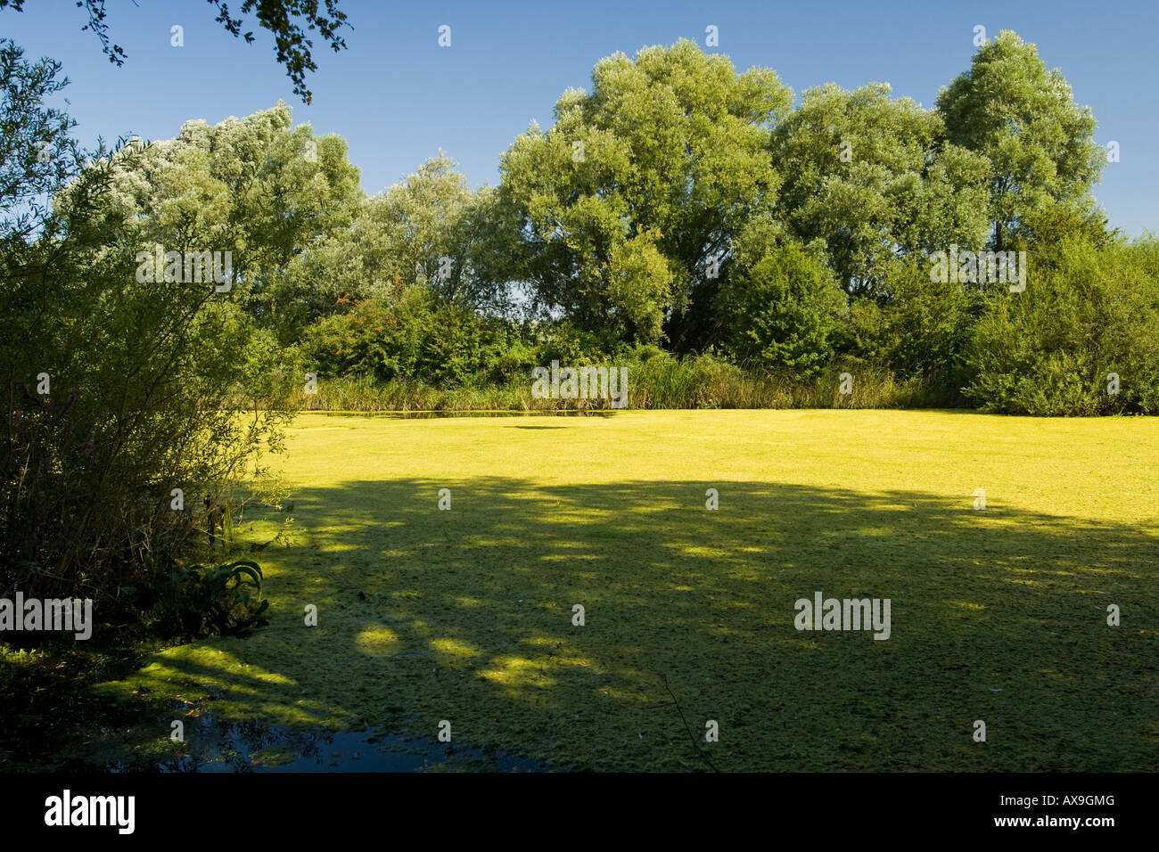 Small overgrown weedy lake at Fen Drayton lakes nature reserve Stock ...