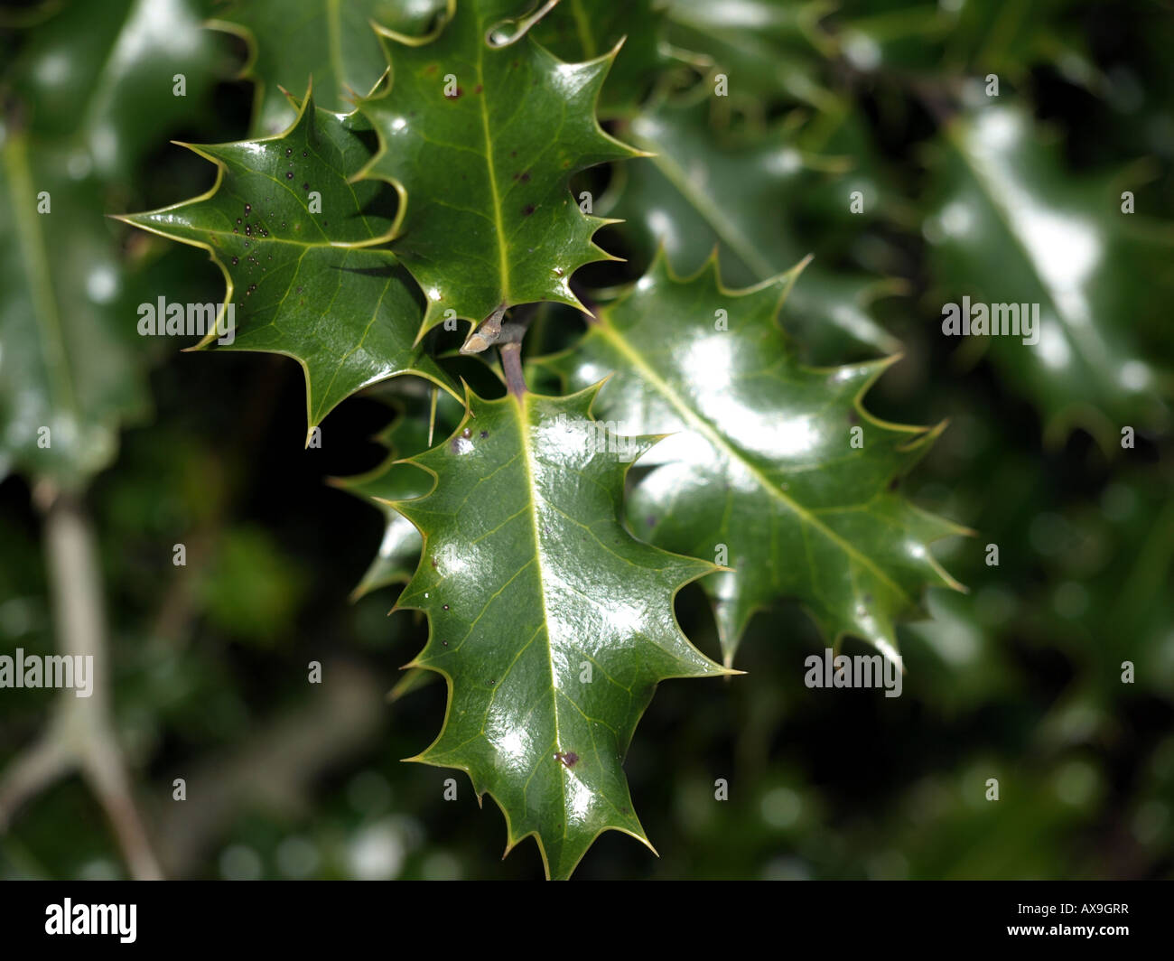 Holly bares the crown hi-res stock photography and images - Alamy