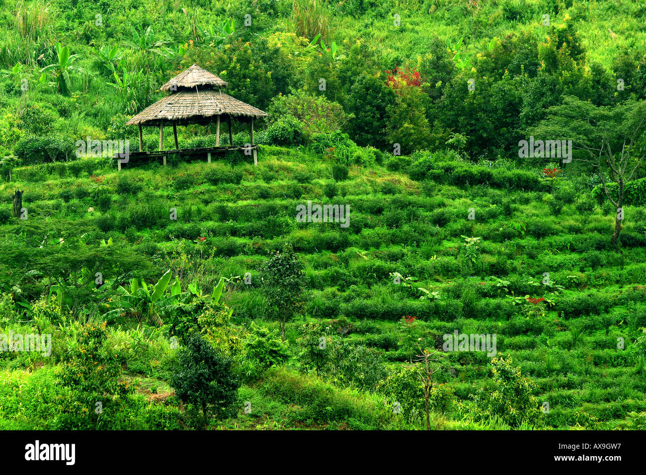 Chiang mai forest hi-res stock photography and images - Alamy