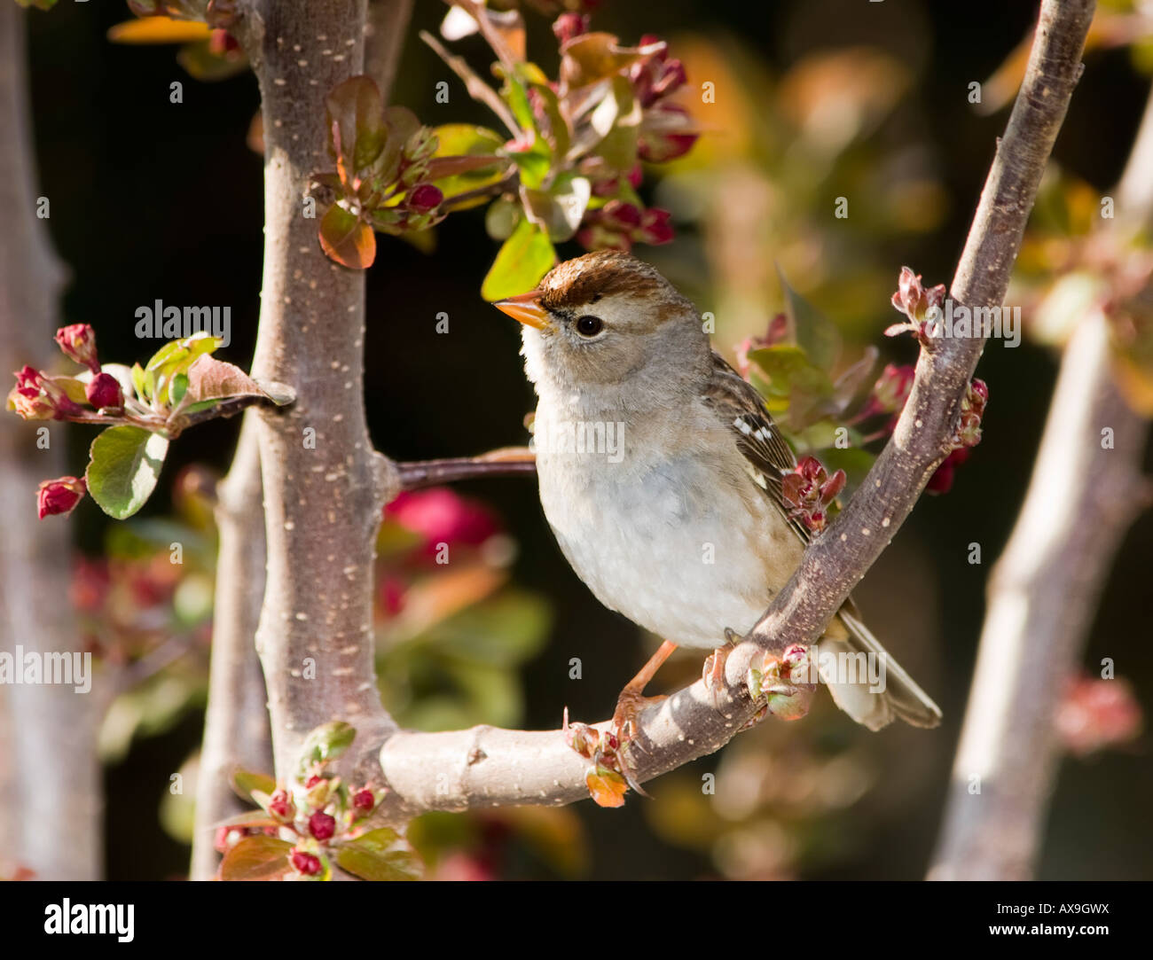 Chipping Sparrow, Spizella passerina, perched in a budding Crabapple ...