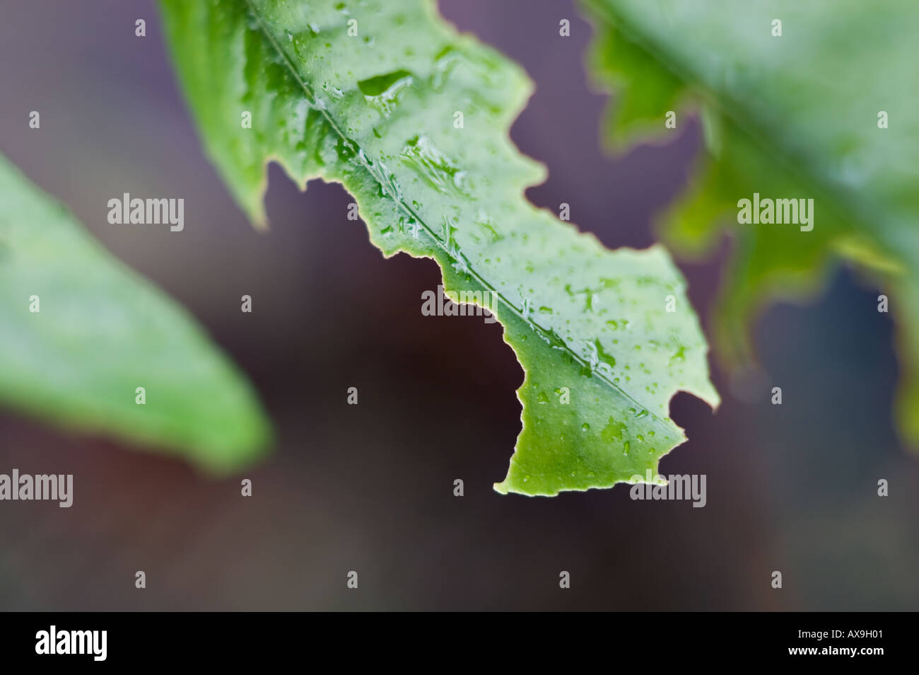 Macro photography of raindrops on chewed leaves Stock Photo - Alamy
