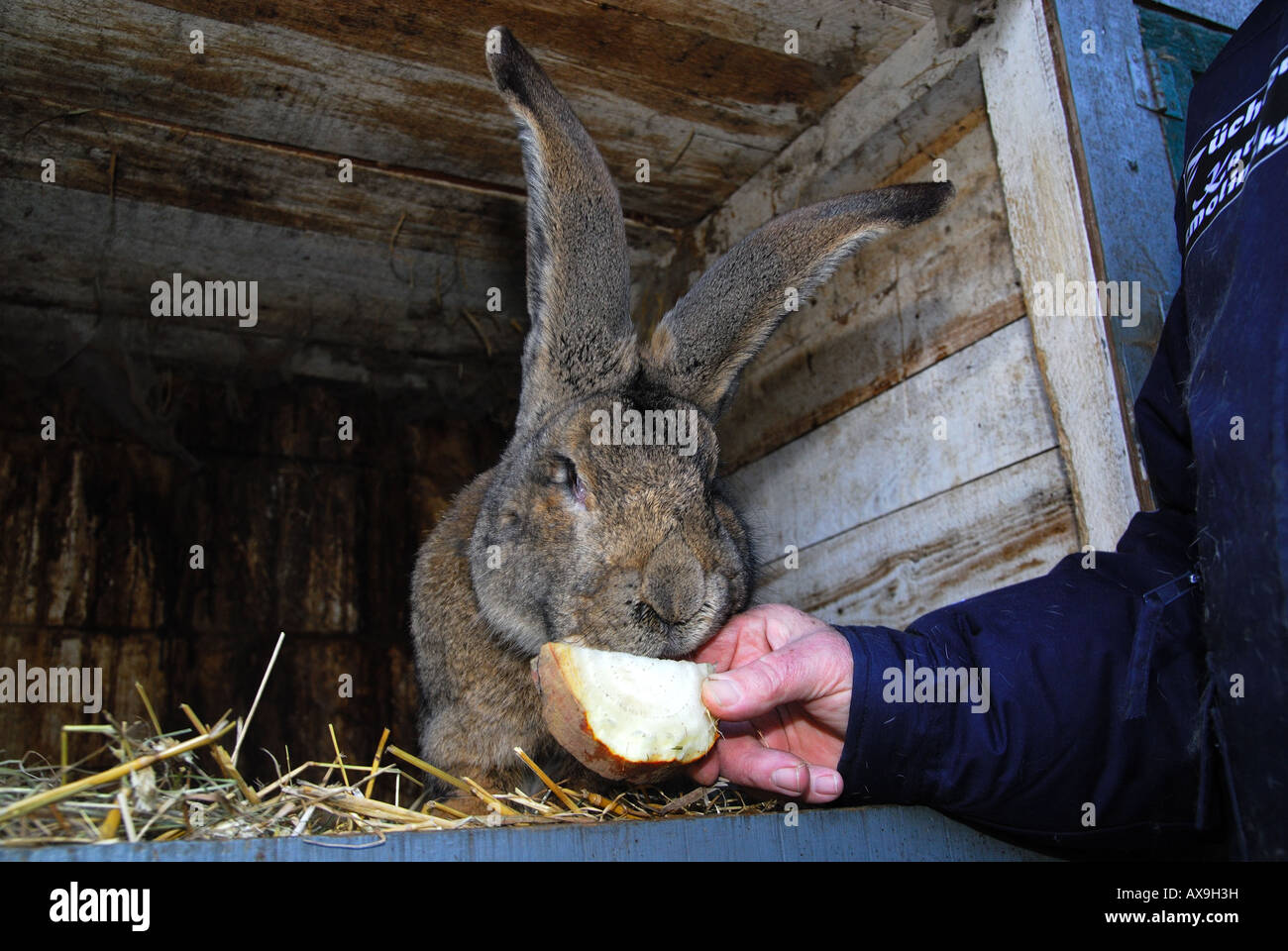 German rabbit breeder Karl Szmolinsky with one of his giant rabbits ...