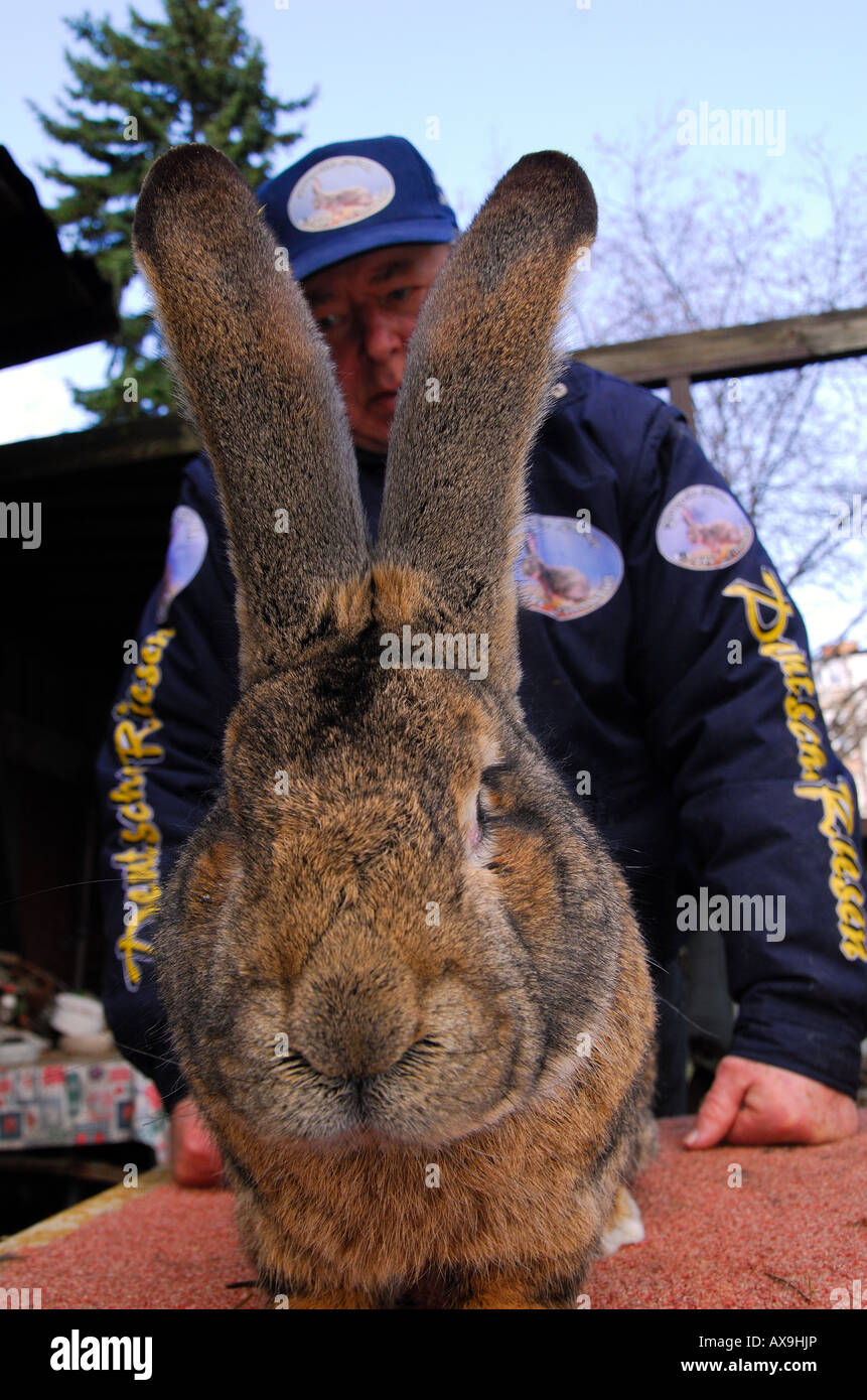 German rabbit breeder Karl Szmolinsky with one of his giant rabbits ...