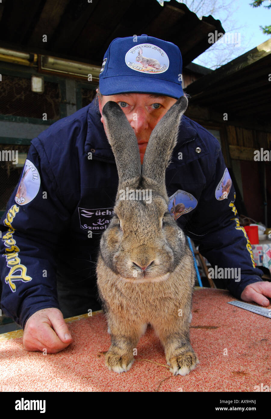 German rabbit breeder Karl Szmolinsky with one of his giant rabbits ...