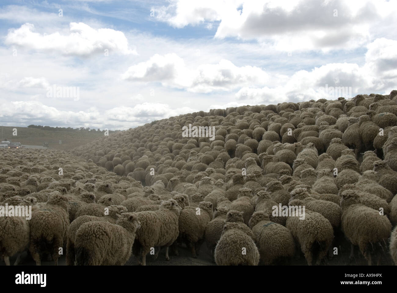Gauchos sheep chile hi-res stock photography and images - Alamy