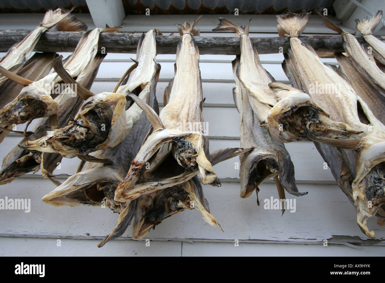 arctic cod rack drying lofoten islands norway Stock Photo - Alamy