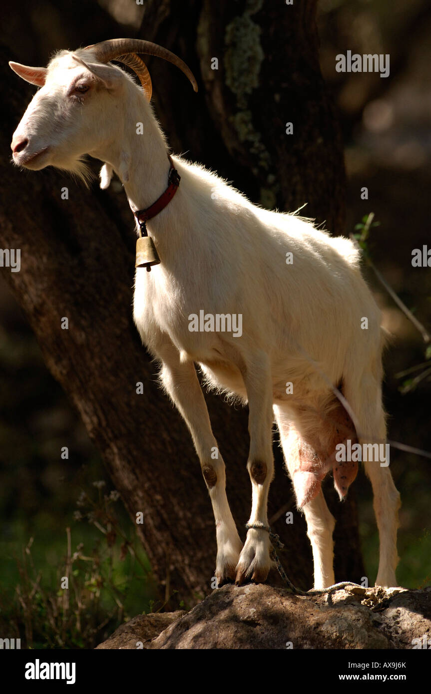 Goat in Greece Stock Photo - Alamy