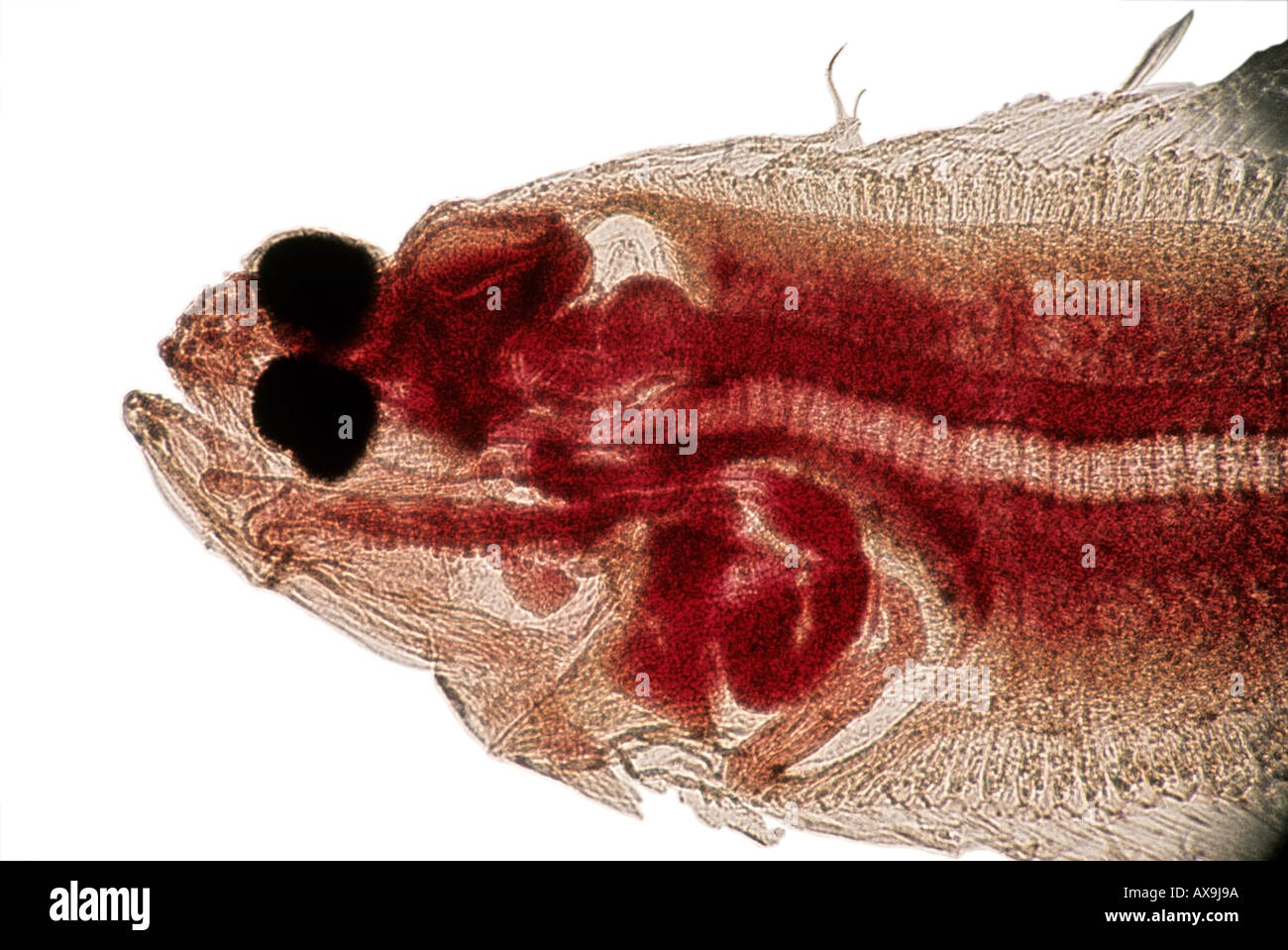 Microscope section through head of flatfish larva showing eye position ...
