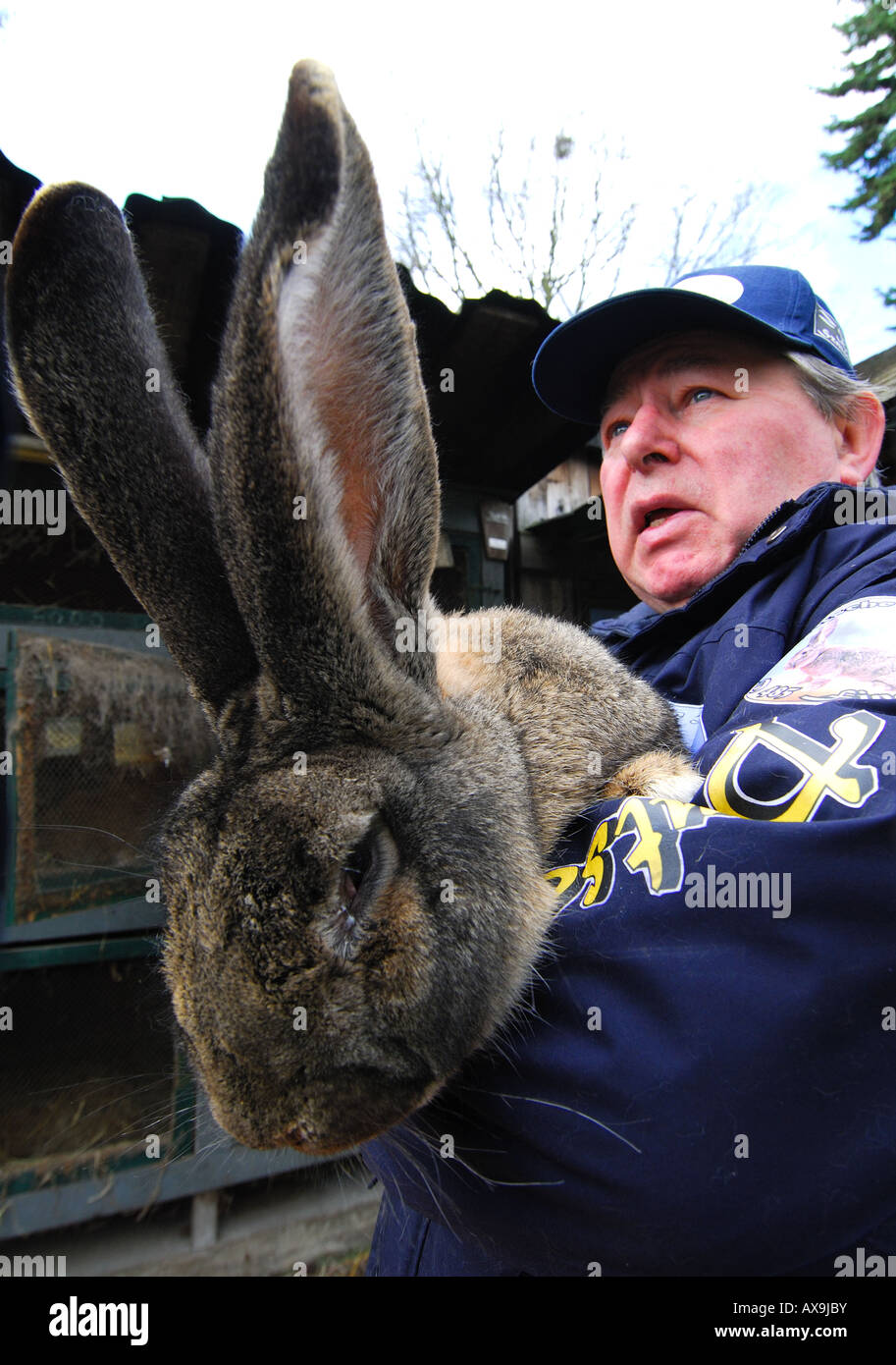 German rabbit breeder Karl Szmolinsky with one of his giant rabbits ...