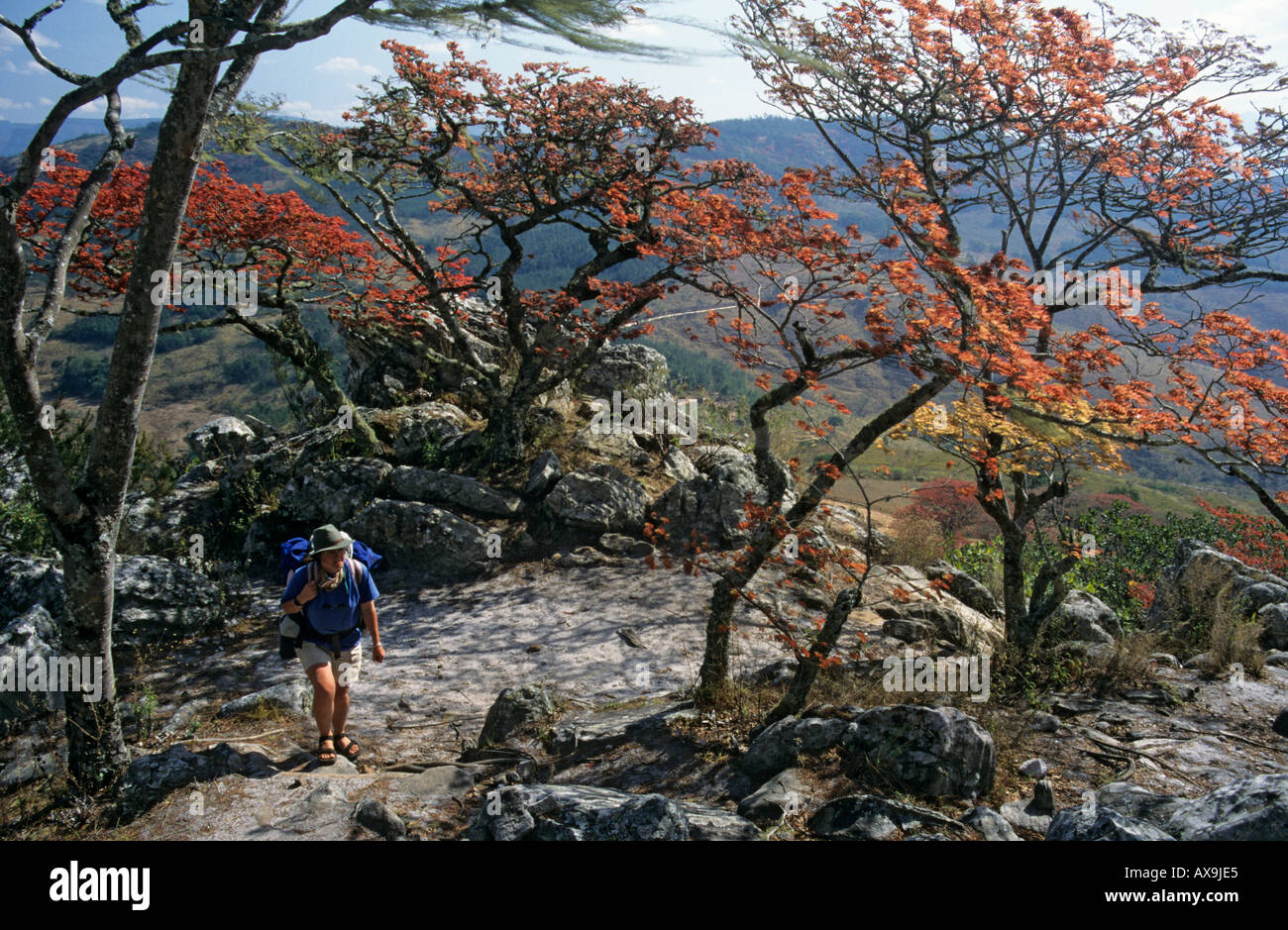 Female tourist hiking among trees in the Chimanimani mountains of ...