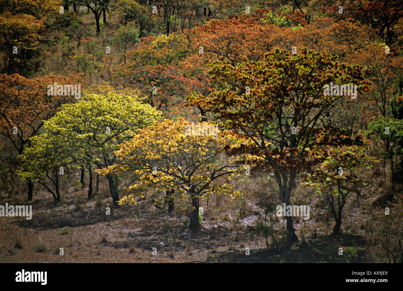 Trees in the Chimanimani mountains of eastern Zimbabwe Africa Stock ...