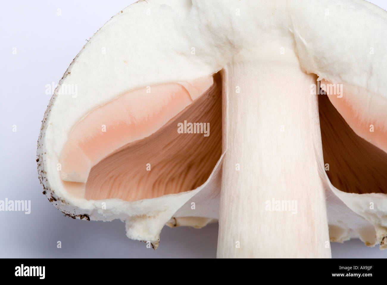 Agaricus Arvensis Horse Mushroom High Resolution Stock Photography and Images - Alamy