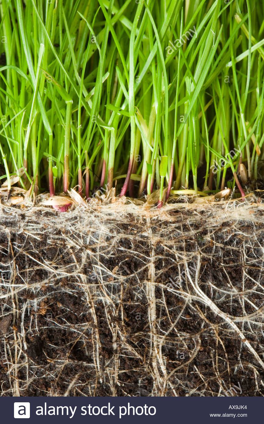 Roots Underground Stock Photos & Roots Underground Stock Images - Alamy