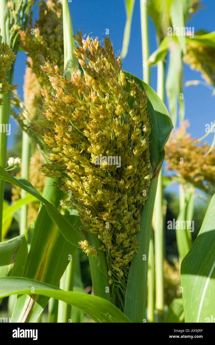 Sorghum bicolor grain crop Stock Photo - Alamy