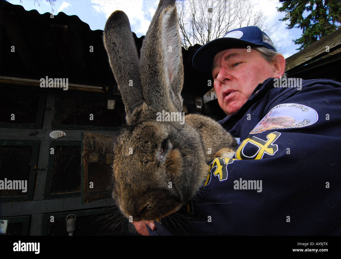 German grey giant rabbit hi-res stock photography and images - Alamy