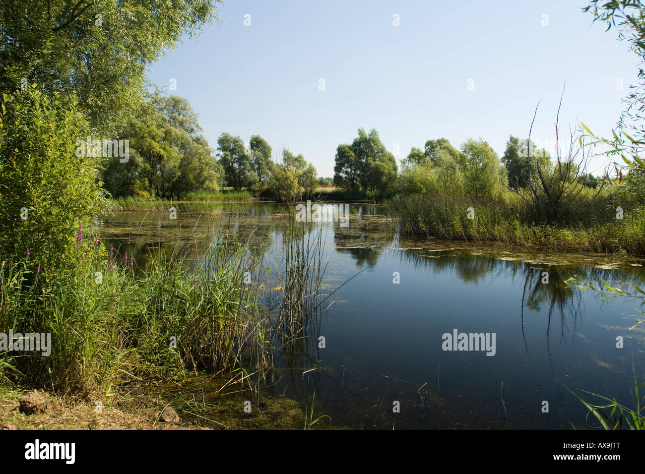 Small lake being part of the Ouse Washes nature reserve Stock Photo - Alamy
