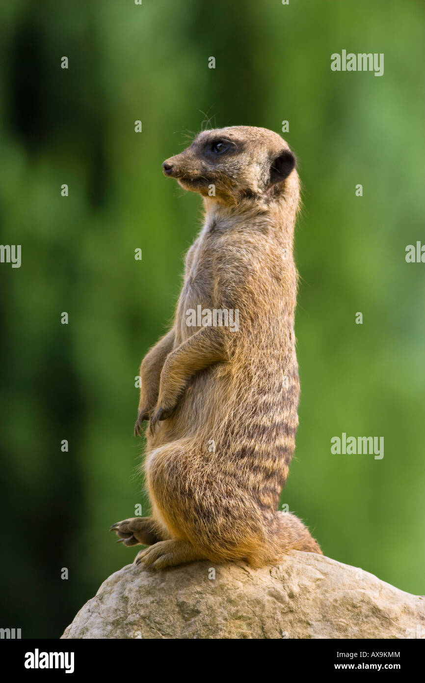 Suricats hi-res stock photography and images - Alamy