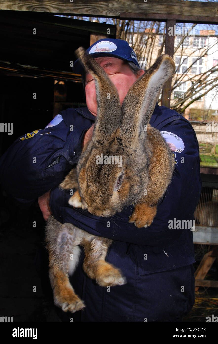 German rabbit breeder Karl Szmolinsky with one of his giant rabbits ...