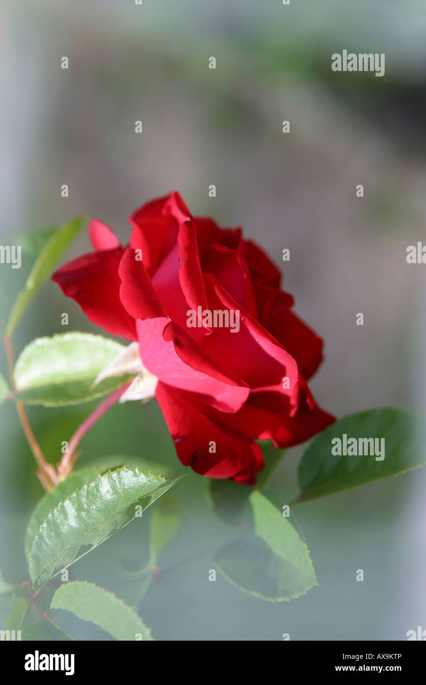 A red rose Stock Photo - Alamy