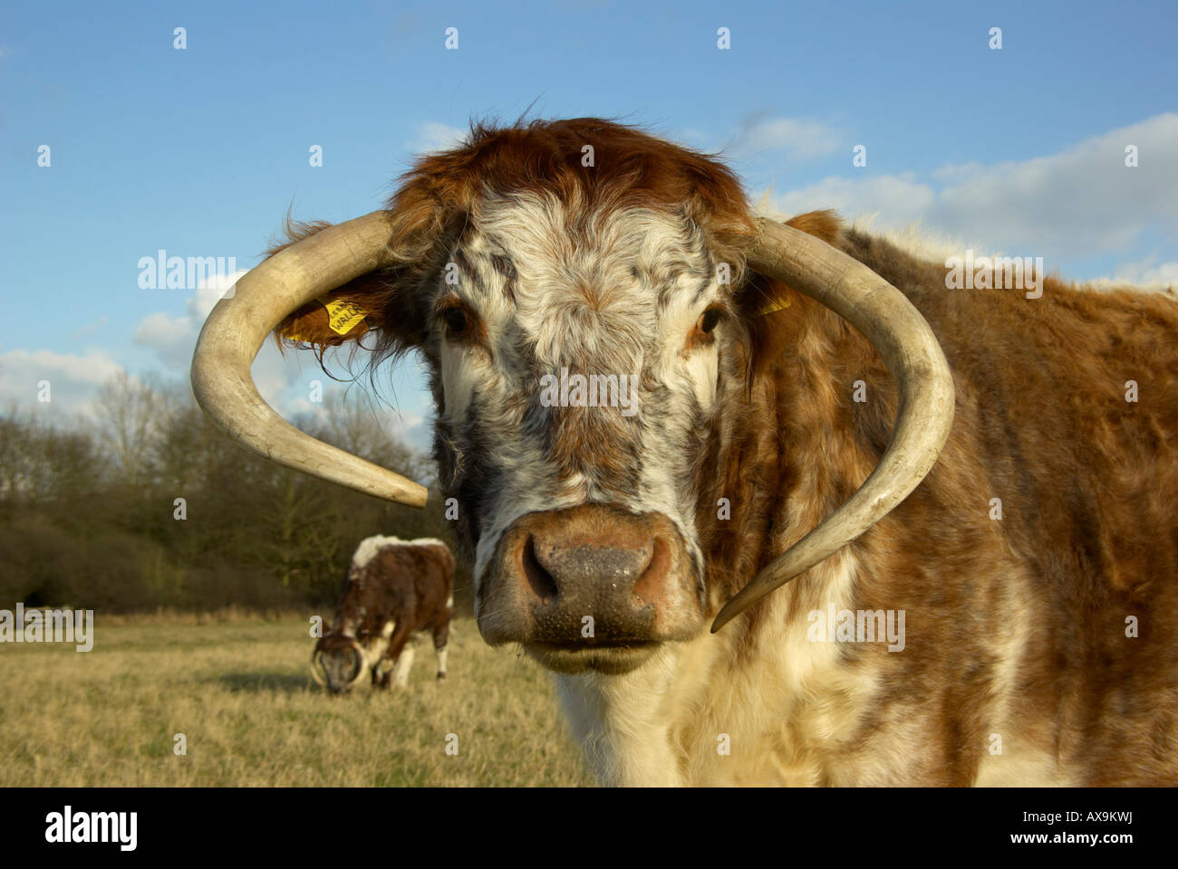 Long horned cattle, Roding Valley, Essex. These cattle graze the ...