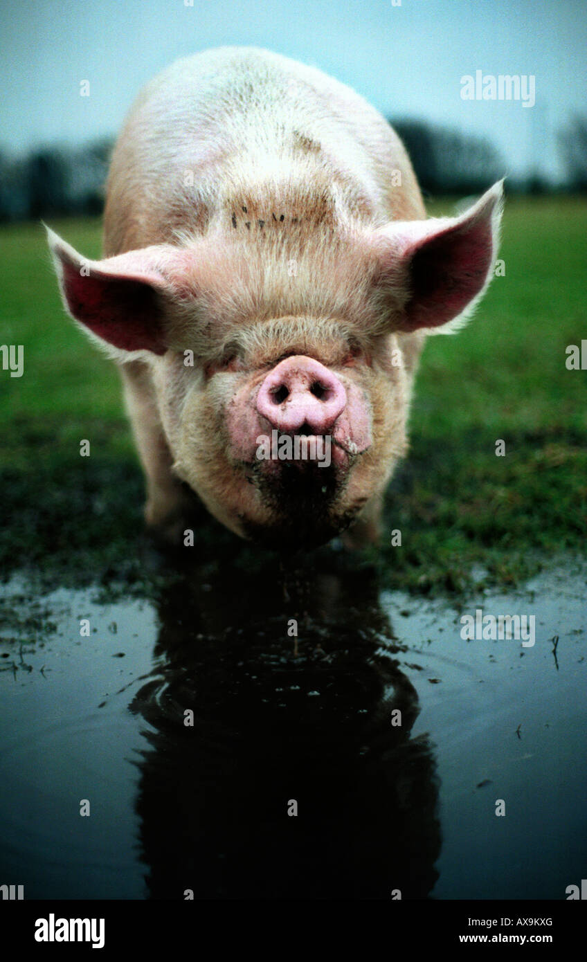 Drink at dusk for a rare breeds Middle White Pig Stock Photo - Alamy