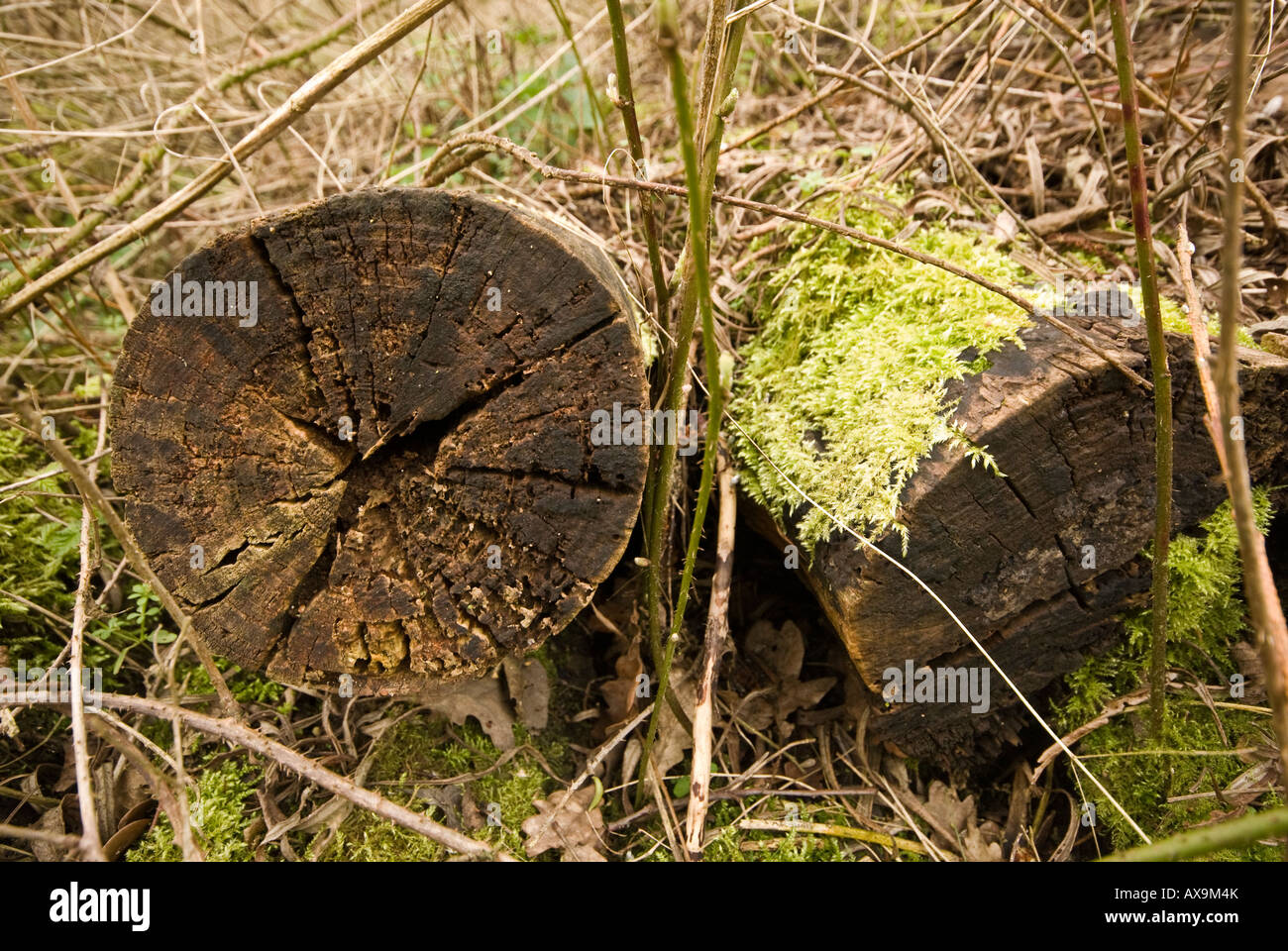 moss wooden stump Stock Photo - Alamy