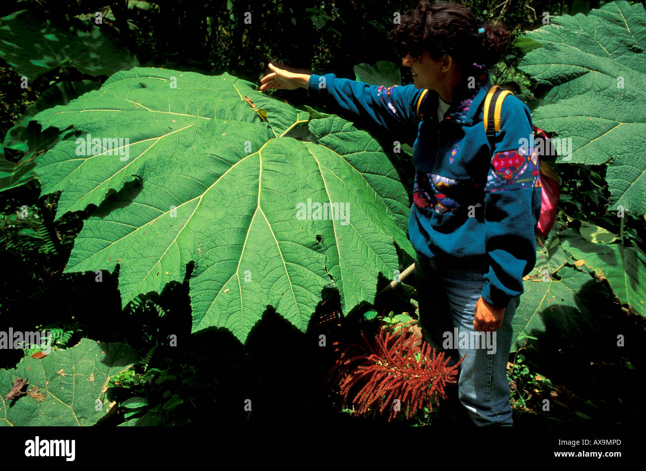 Giant leaf, Cloud forest reservation, Santa Elena, Costa Rica ...