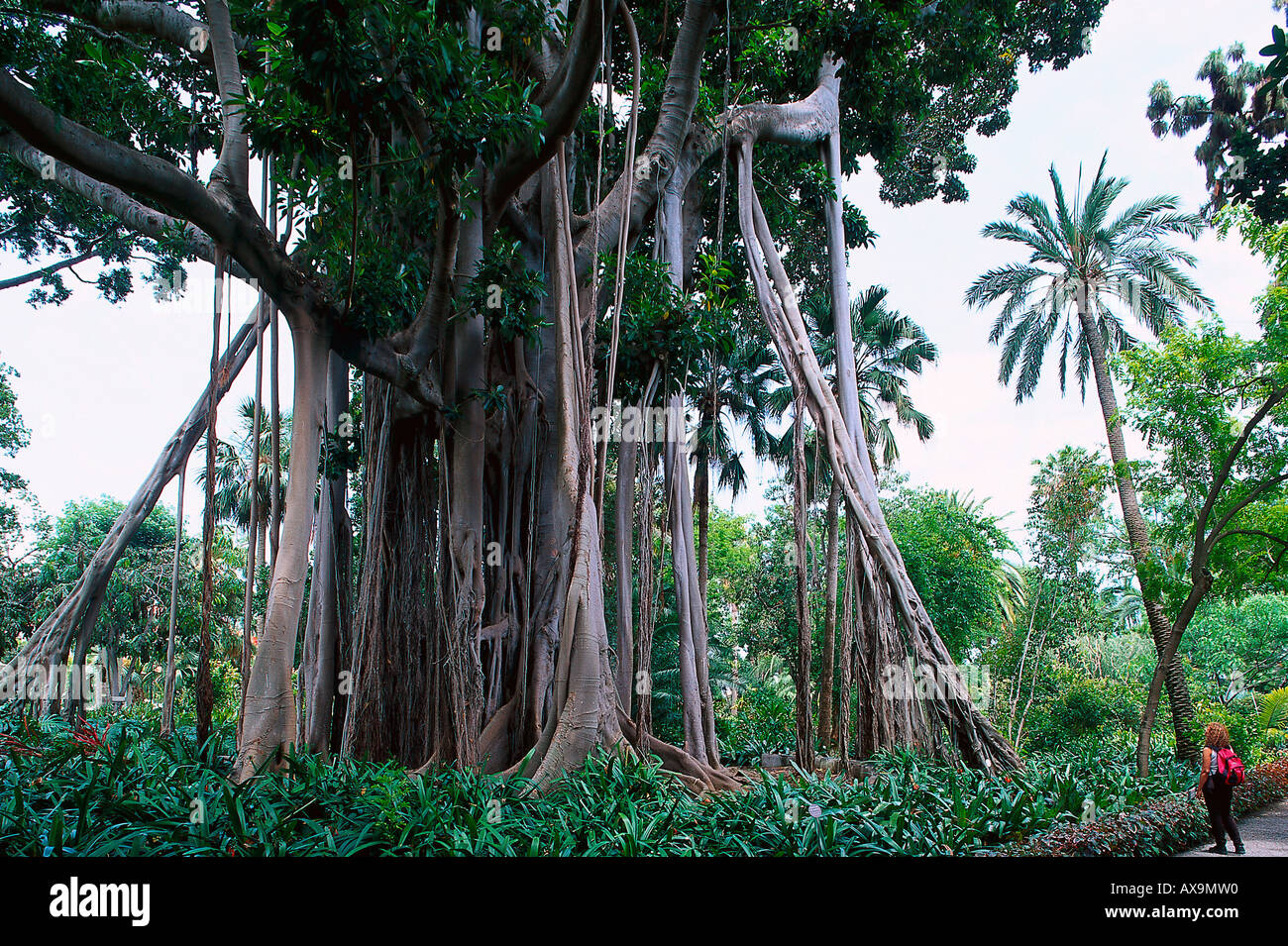 Caoutchouc tree hi-res stock photography and images - Alamy