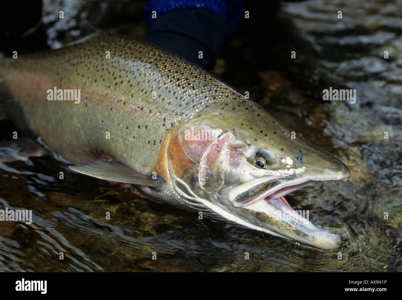 Angler holding coastal spring run steelhead prior to release Knight ...