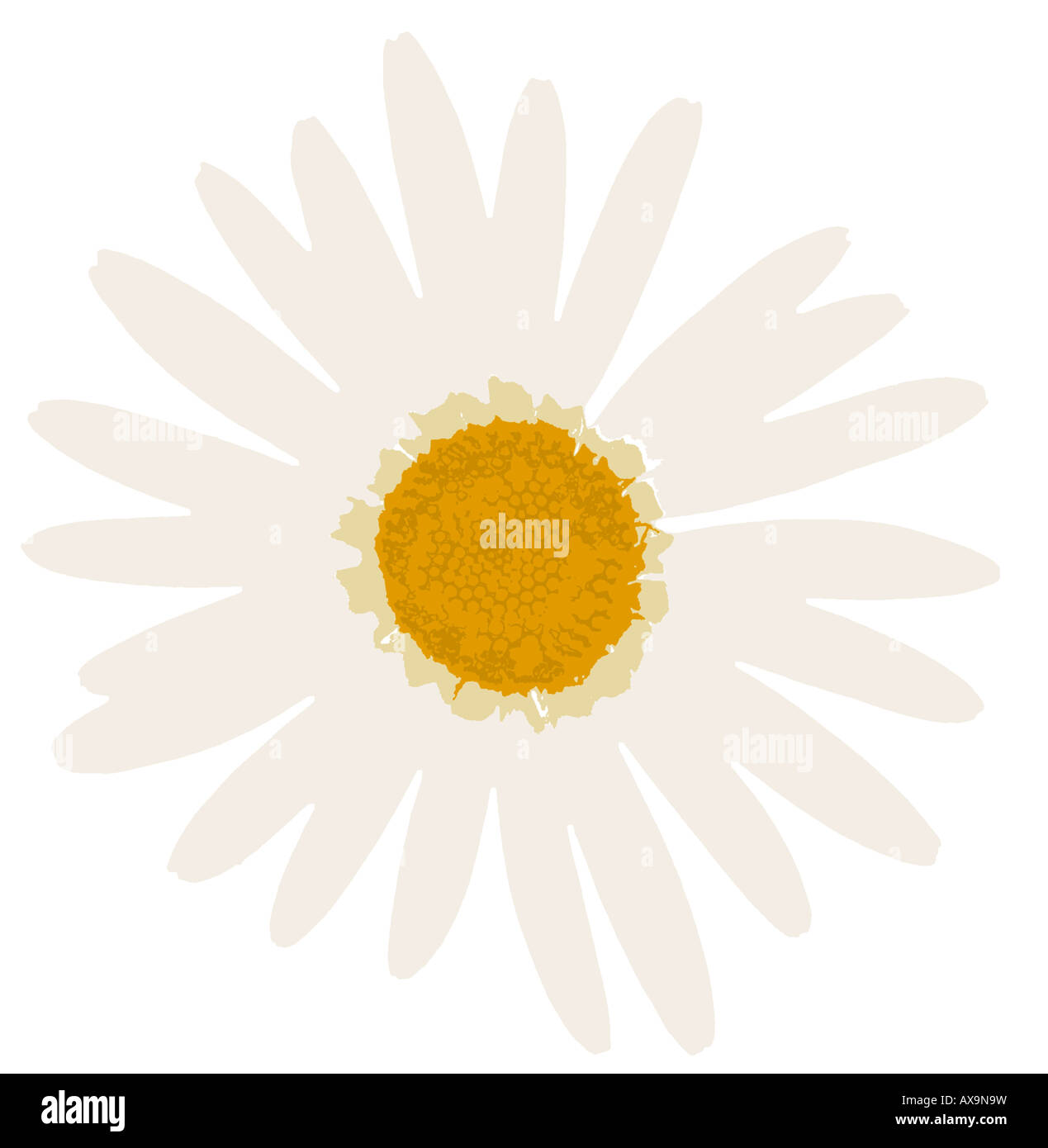 daisy illustration on white background background Stock Photo - Alamy