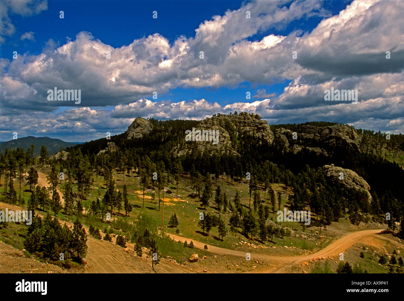 mountain landscape, mountains, landscape, Ponderosa pine trees, Custer ...