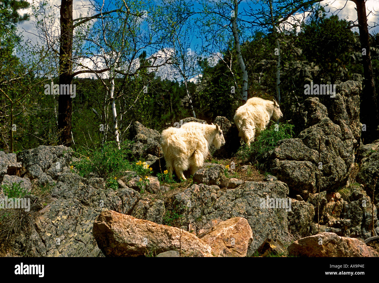 mountain goat, mountain goats, goat, goats, South Dakota, United States ...