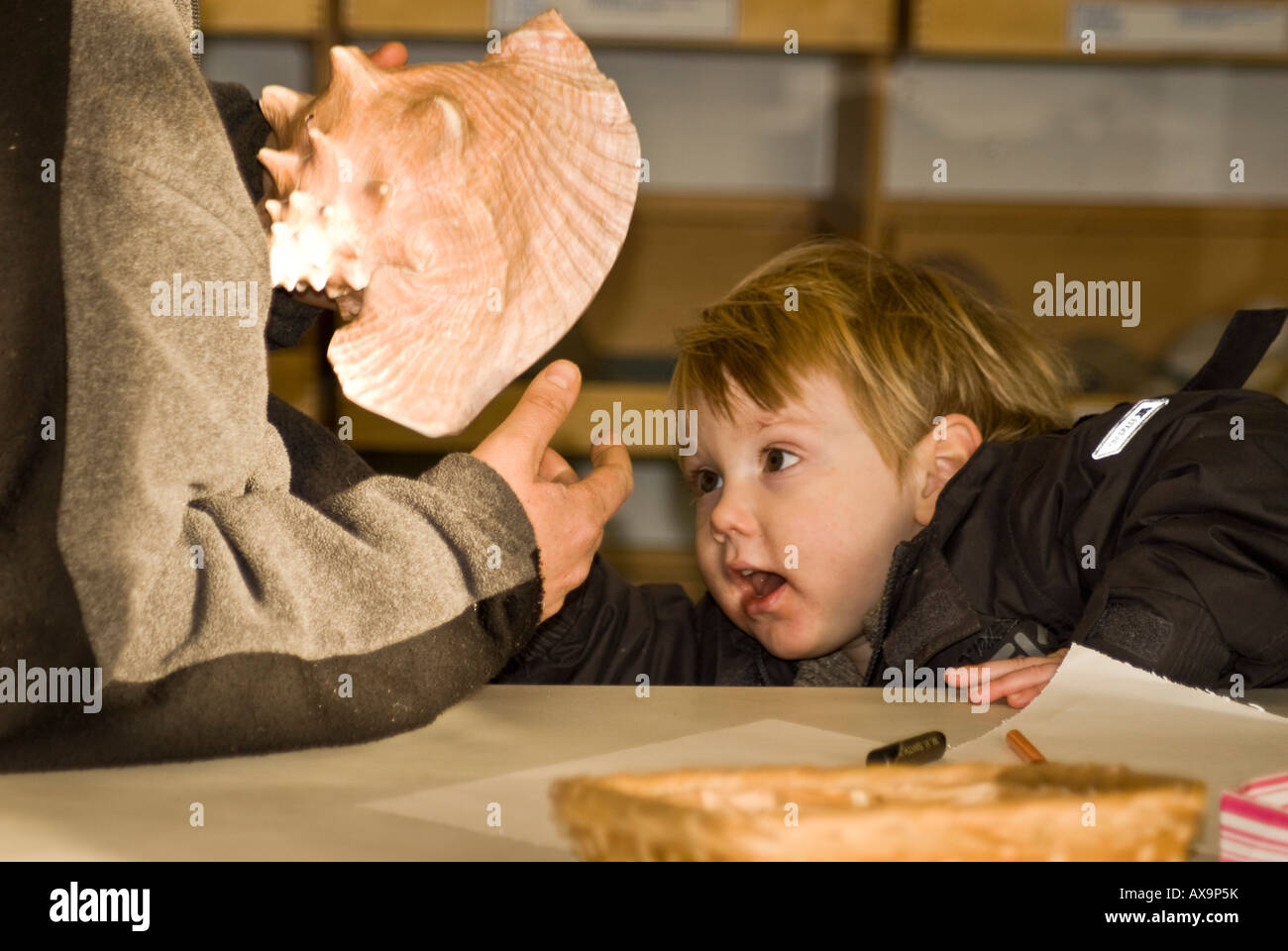 Child looking Shell Stock Photo - Alamy