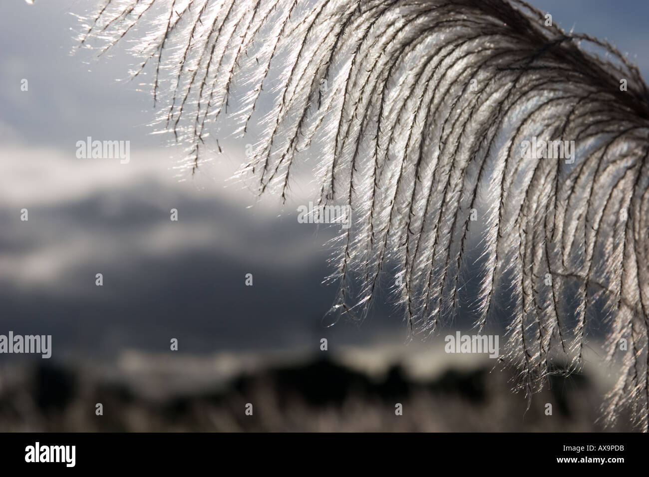 Weed panama hi-res stock photography and images - Alamy