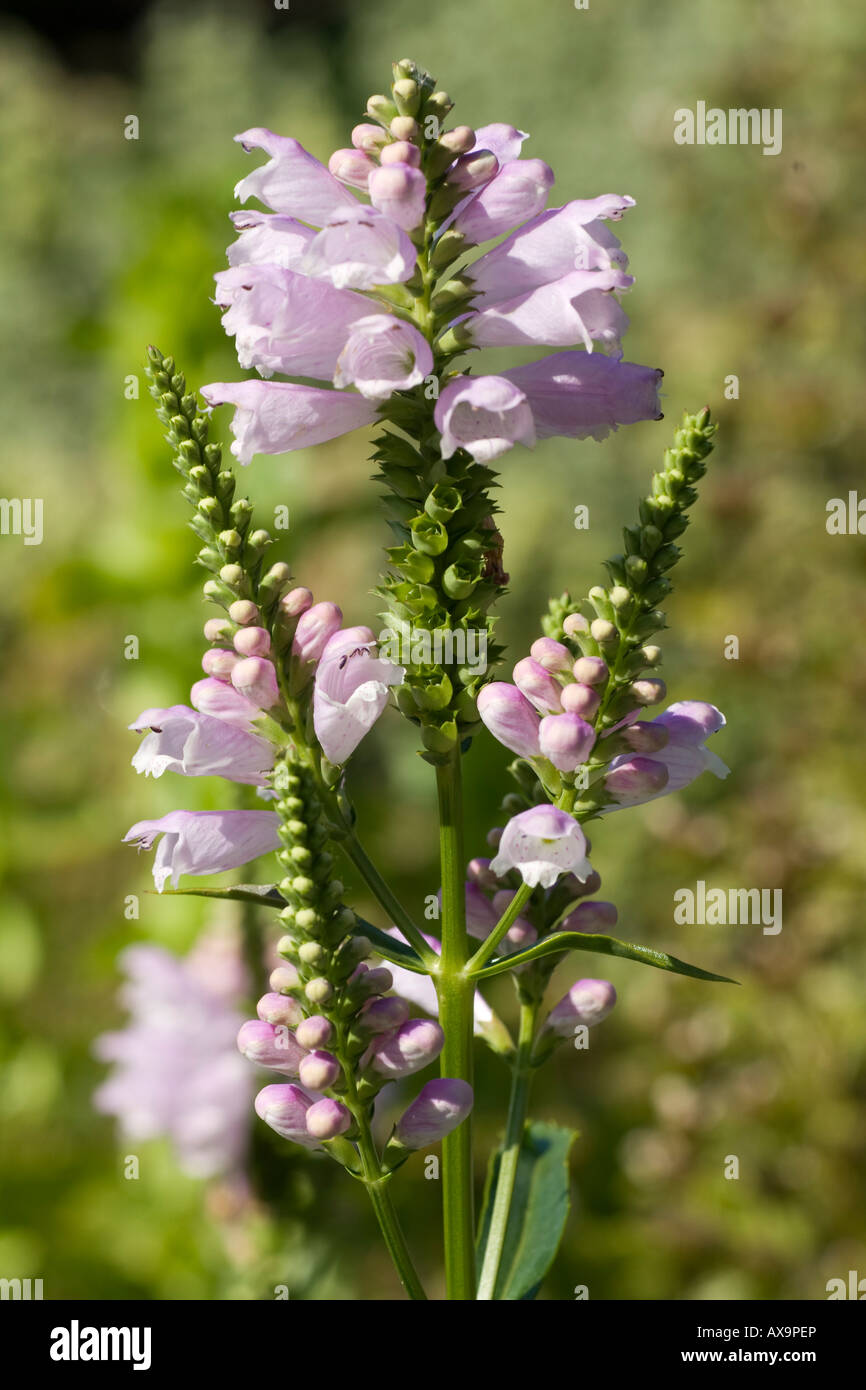 Physostegia virginiana hi-res stock photography and images - Alamy