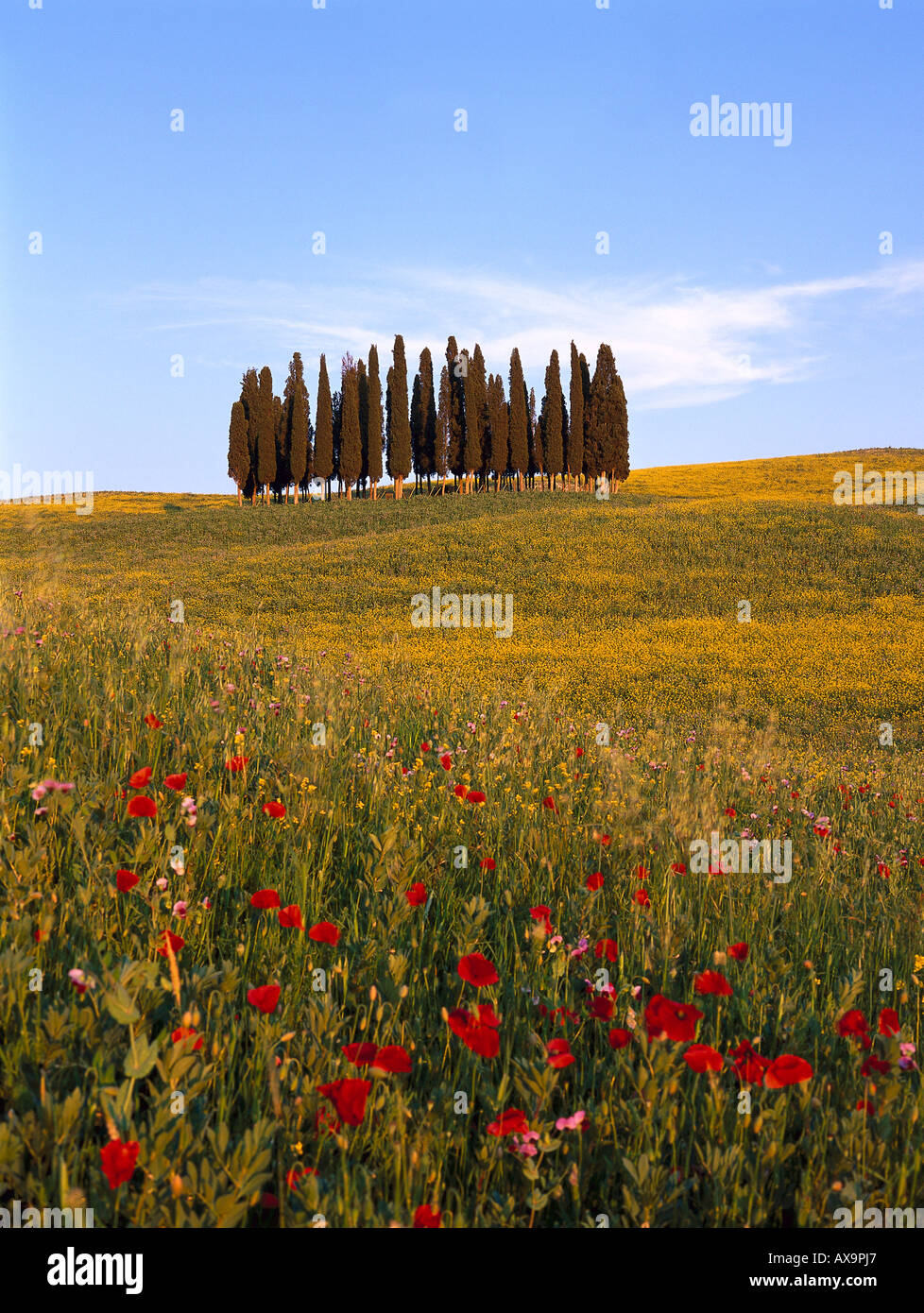 Cypress forest, Val d'Orcia, typical Tuscan landscape, Tuscany, Italy ...
