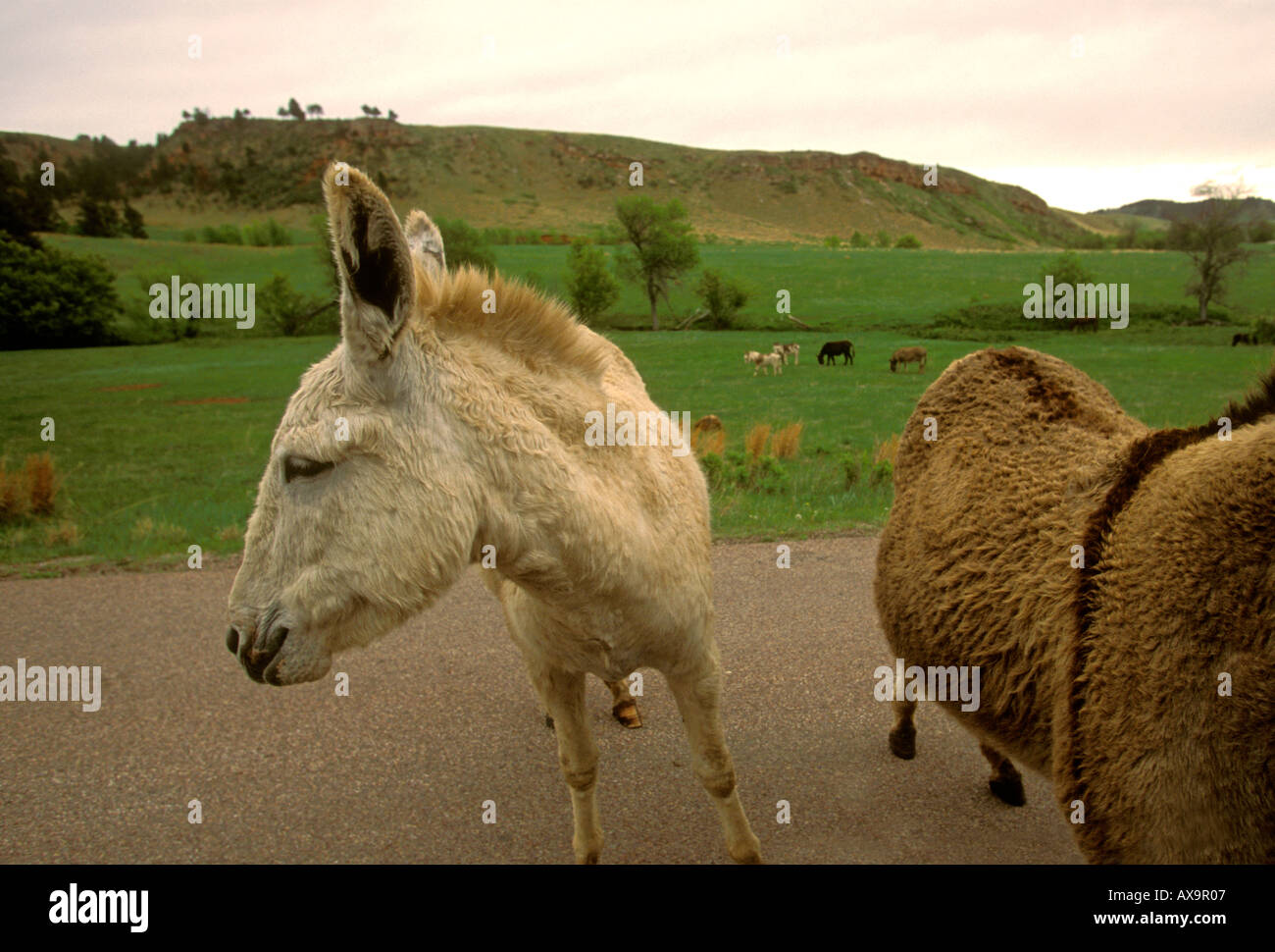 wild burro, burro, Custer State Park, Black Hills, South Dakota, United ...