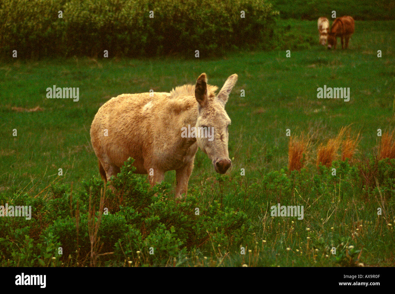1, one, wild burro, burro, Custer State Park, Black Hills, South Dakota ...