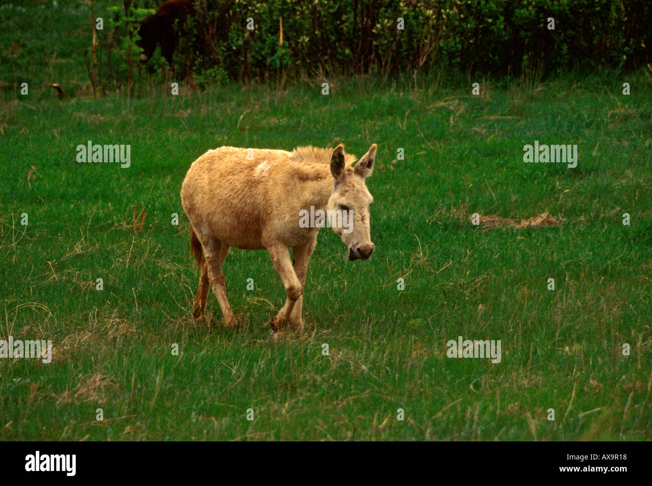 1, one, wild burro, burro, Custer State Park, Black Hills, South Dakota ...