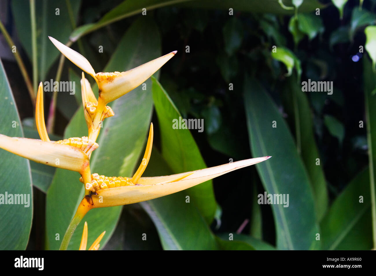 Yellow Heliconia flower Stock Photo - Alamy