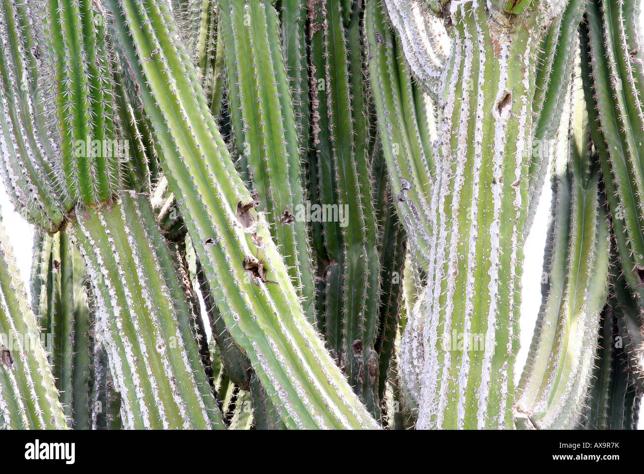 Mexican endemic flora hi-res stock photography and images - Alamy