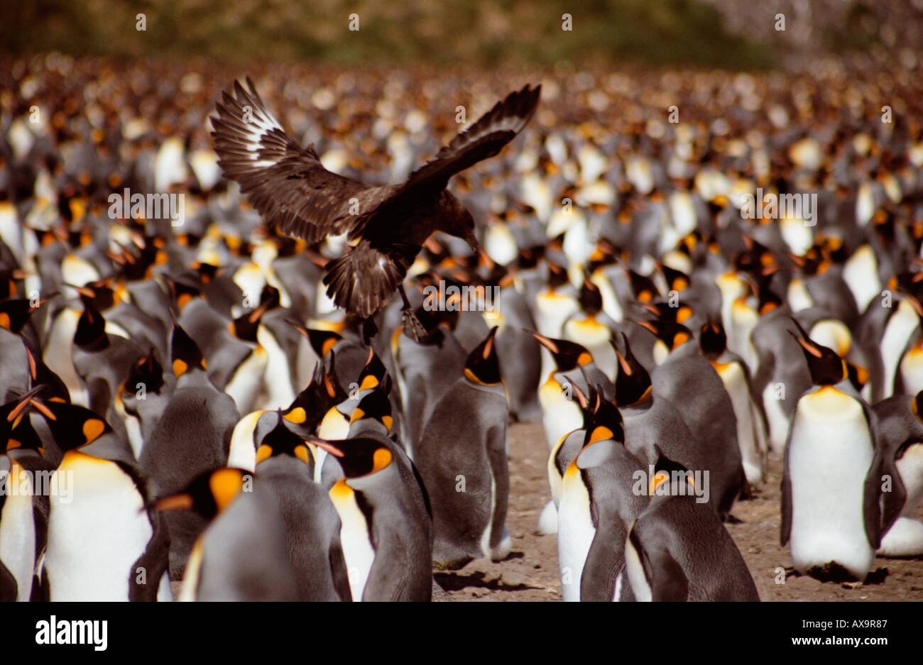 Antarctic Skua in King Penguin Rookery, Bay of Isles, South Georgia ...