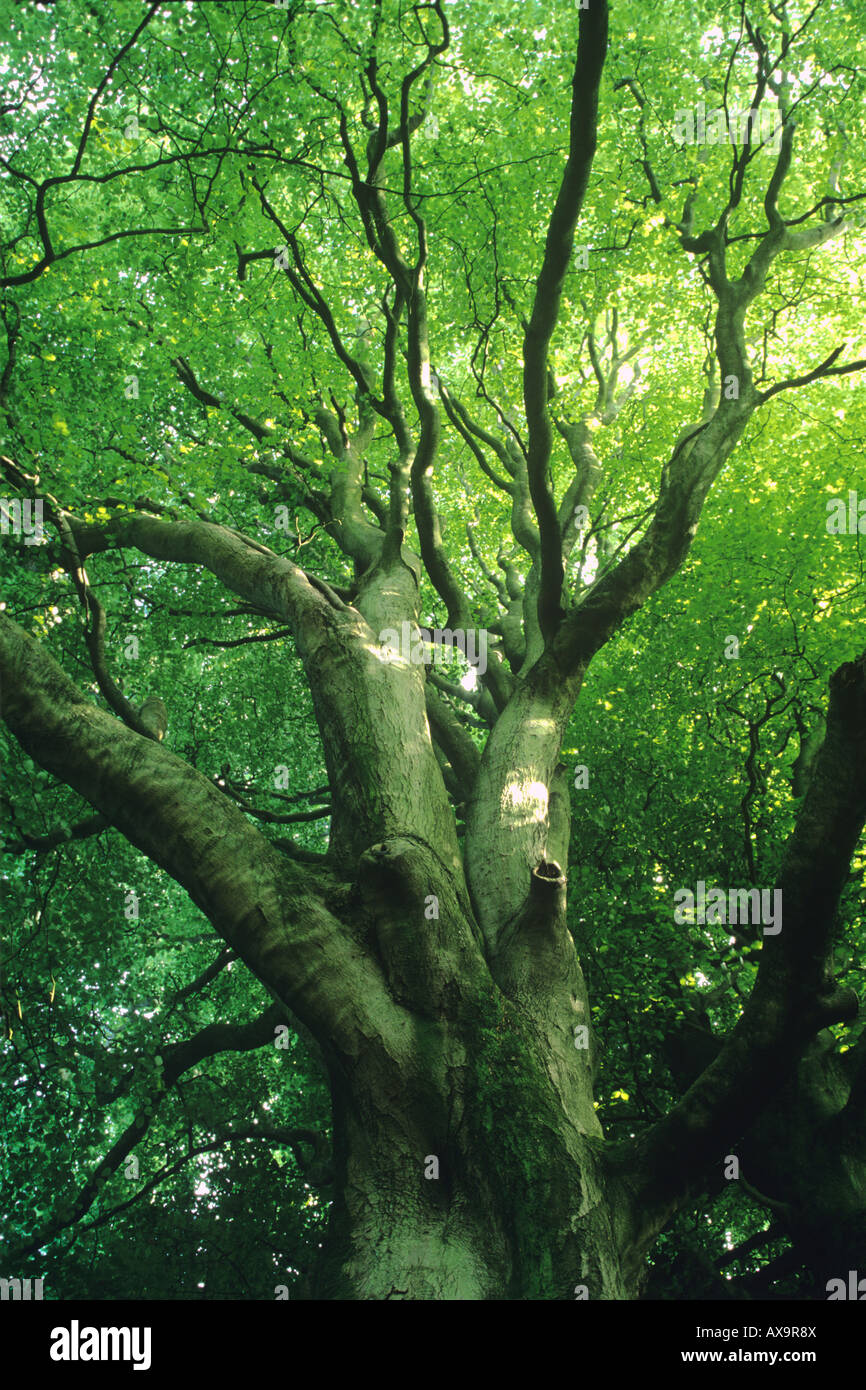 Sunlit Beech Tree (Fagus sylvatica) Canopy Stock Photo - Alamy
