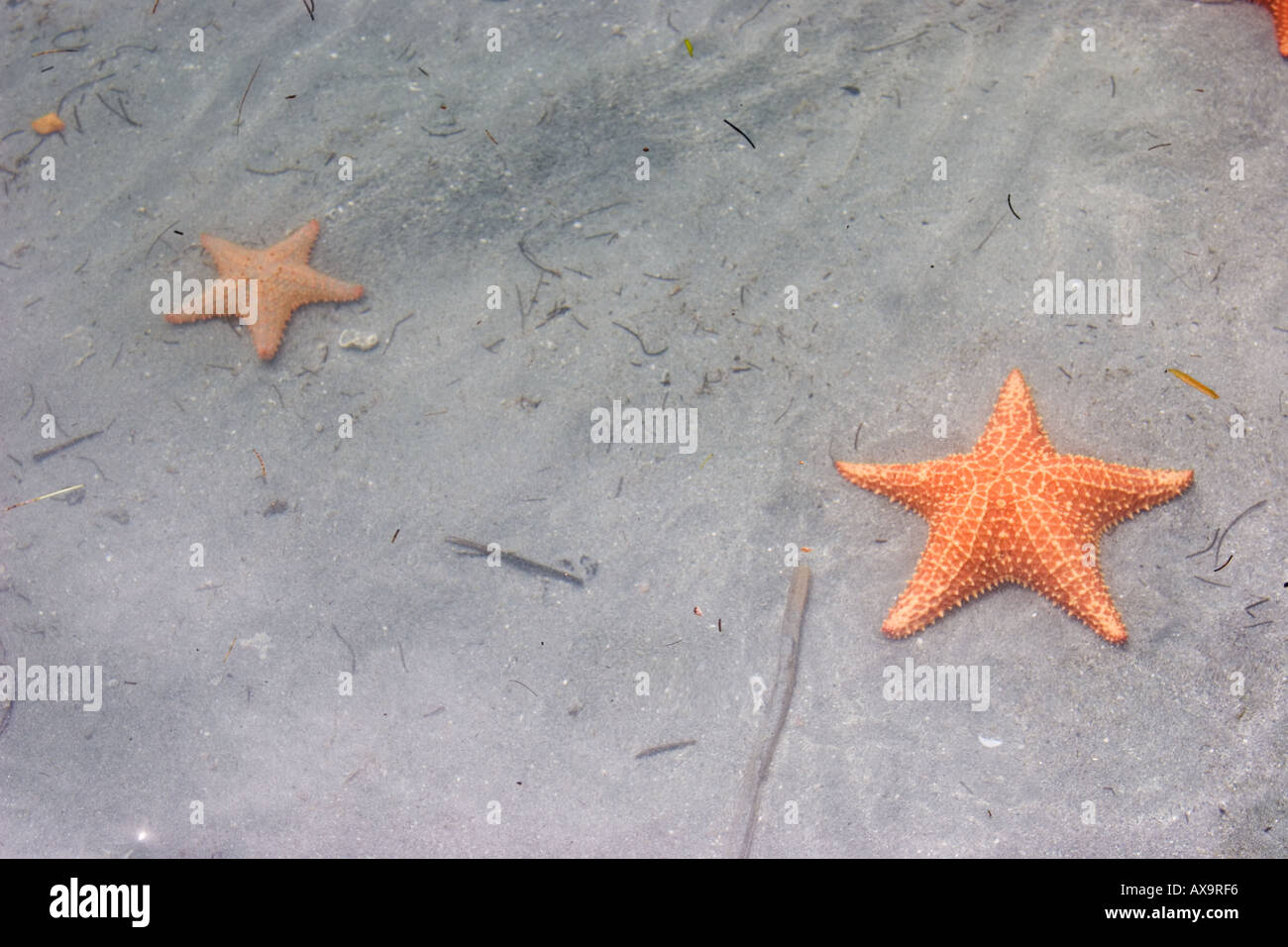 Five point starfish hi-res stock photography and images - Alamy