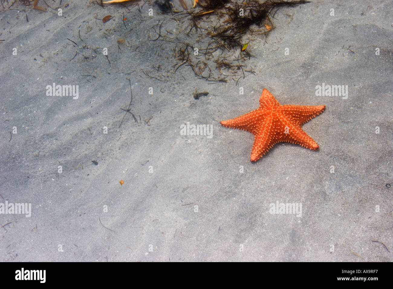 Five point starfish hi-res stock photography and images - Alamy
