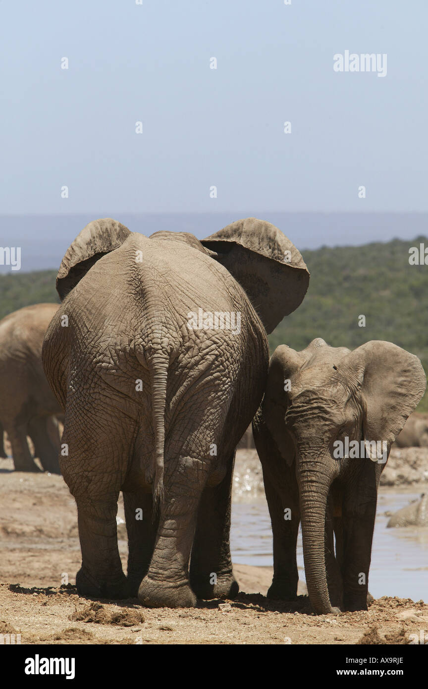 African Elephants, Addo Elephant Park, Eastern Cape, South Africa Stock ...