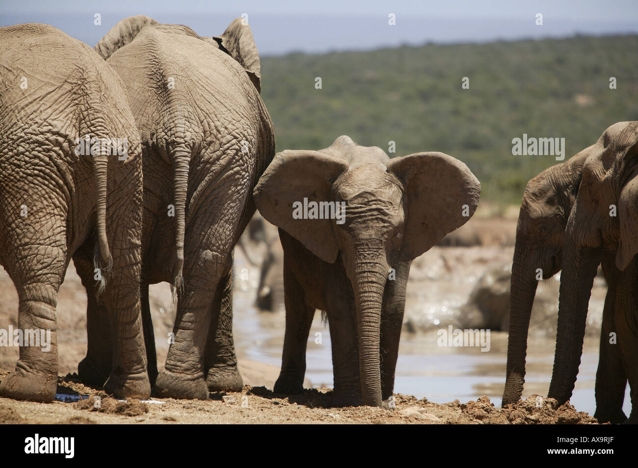 African elephants addo elephant hi-res stock photography and images - Alamy